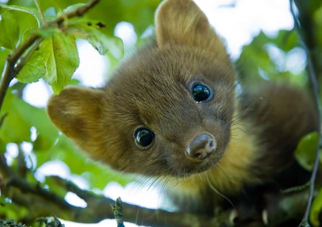 Az ázsiai kontinens jellegzetes állatai | Bille