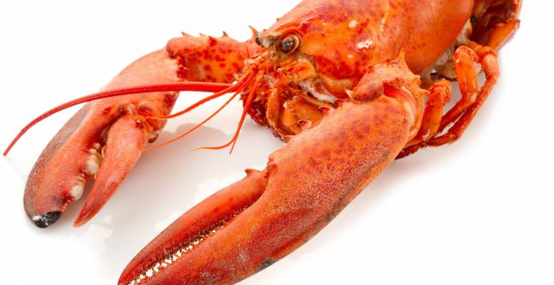 Néhány tudnivaló a homárról | Bille
