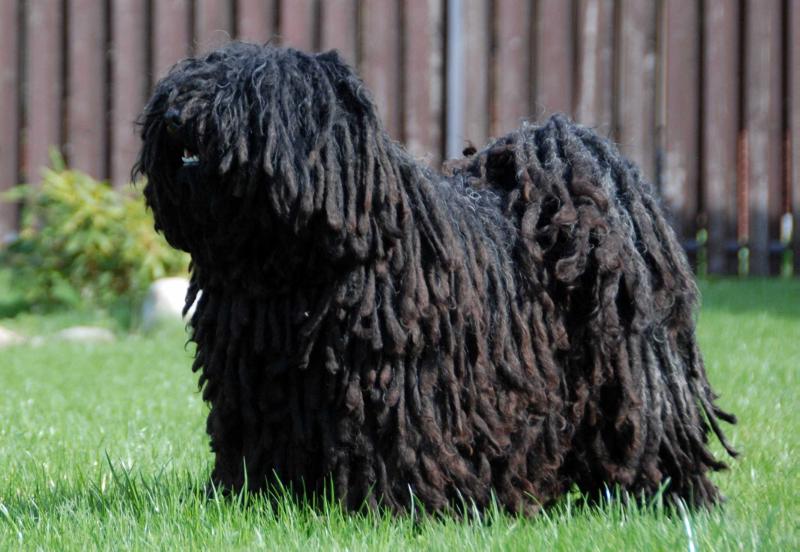 Puli – világszerte híres és ismert | Bille