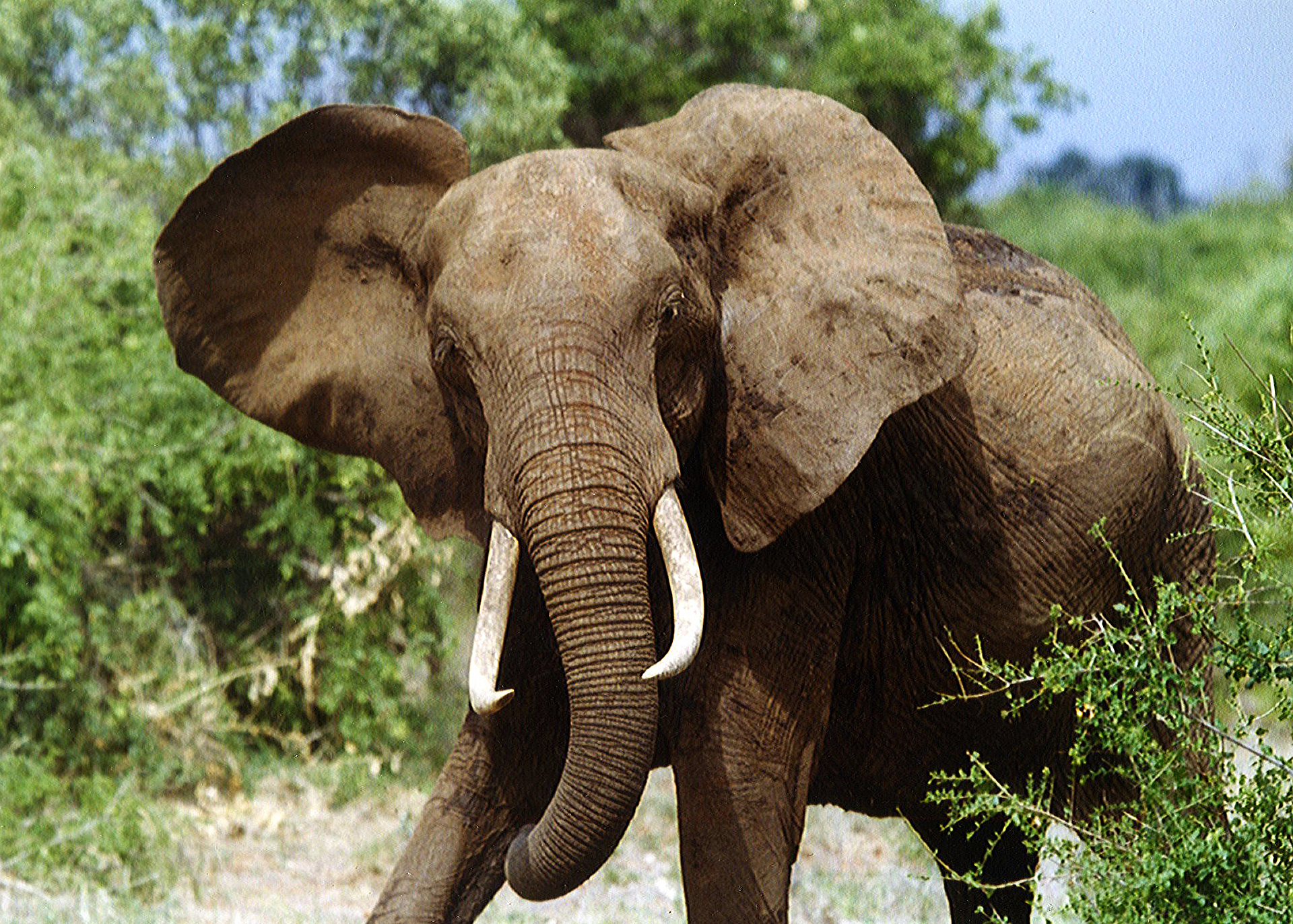 Az elefánt fajtái, érdekességek és táplálkozásuk | Bille