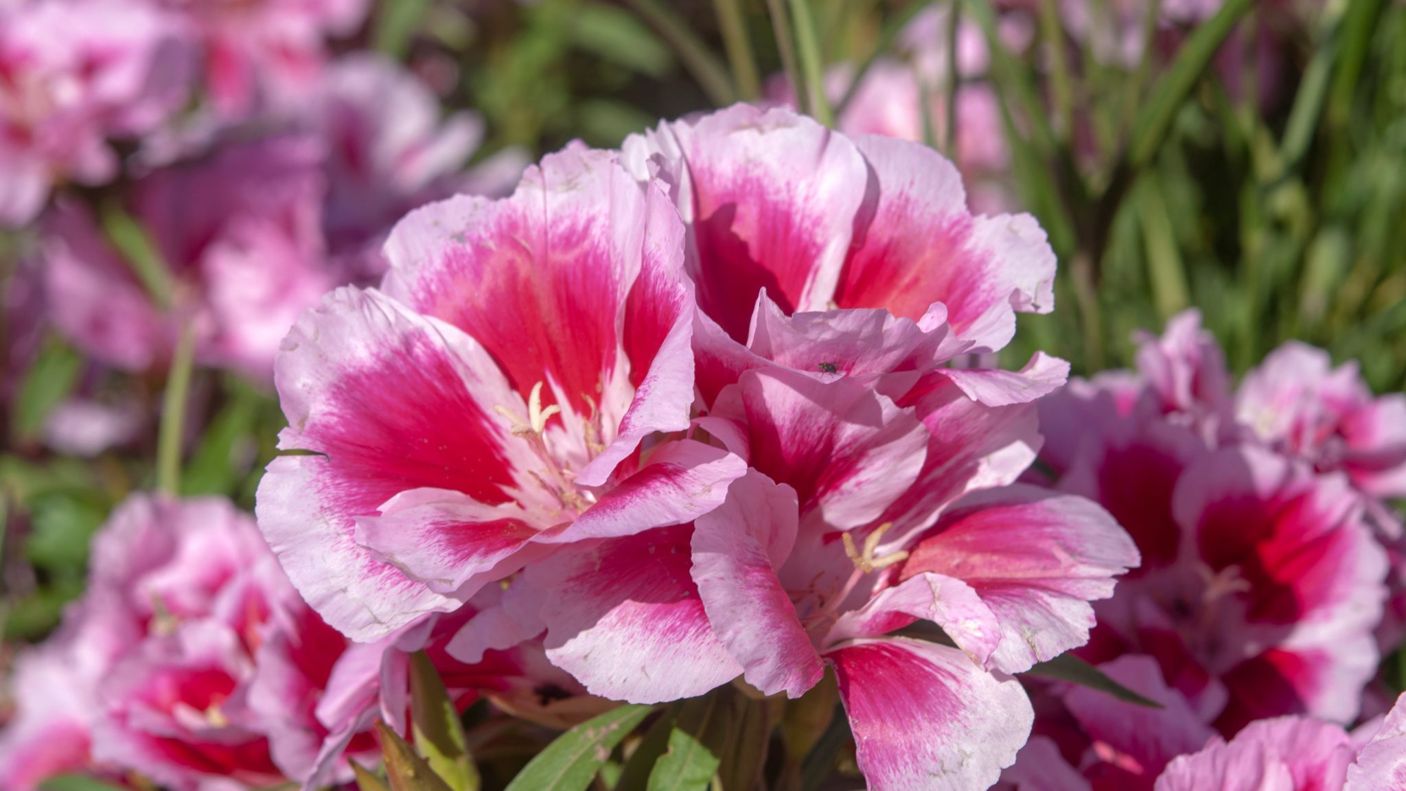 A Godetia növények termesztése és gondozása | Bille